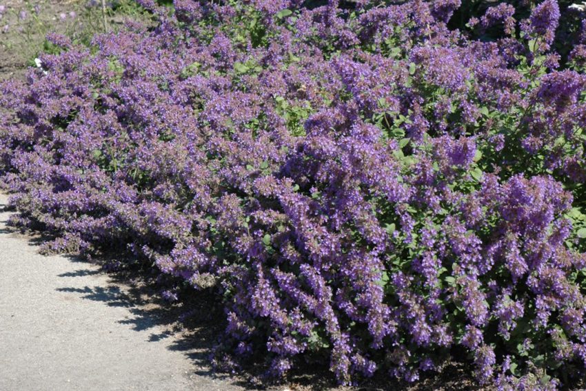 Catmint | Plant Profile | Sylvan Gardens Landscape Contractors