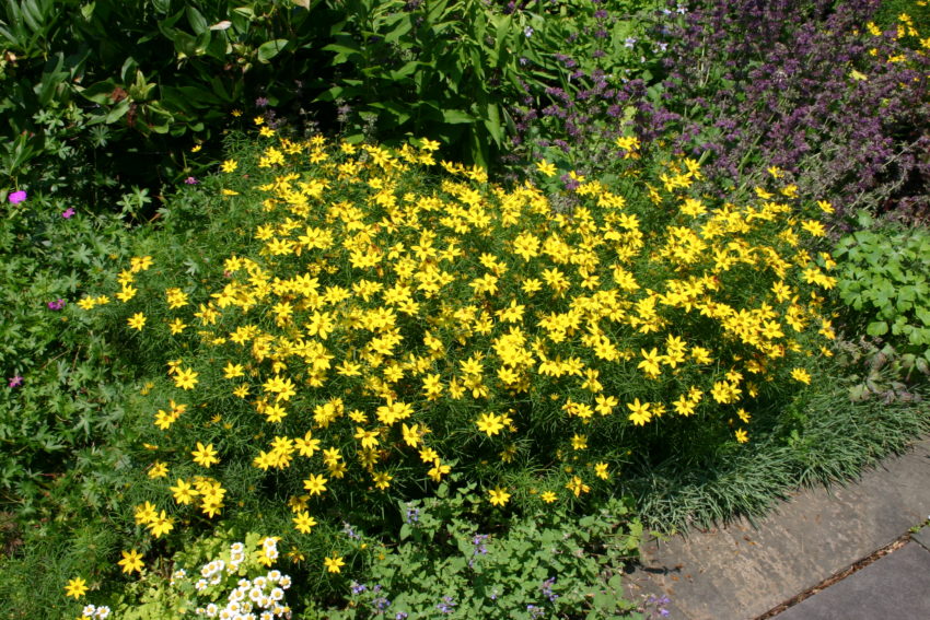 Coreopsis (Tickseed) | Plant Profile | Sylvan Gardens Landscape Contractors