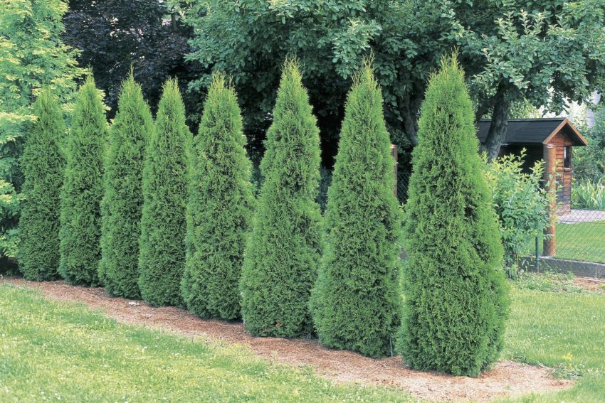 Arborvitae Emerald Green Plant Profile Sylvan Gardens Landscape