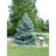 Colorado Spruce 'Fat Albert' | Plant Profile | Sylvan Gardens Landscape ...