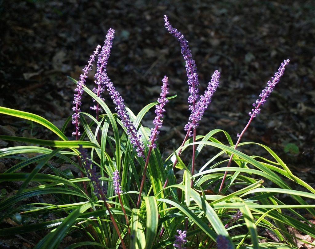 Liriope (Lilyturf) | Plant Profile | Sylvan Gardens Landscape Contractors