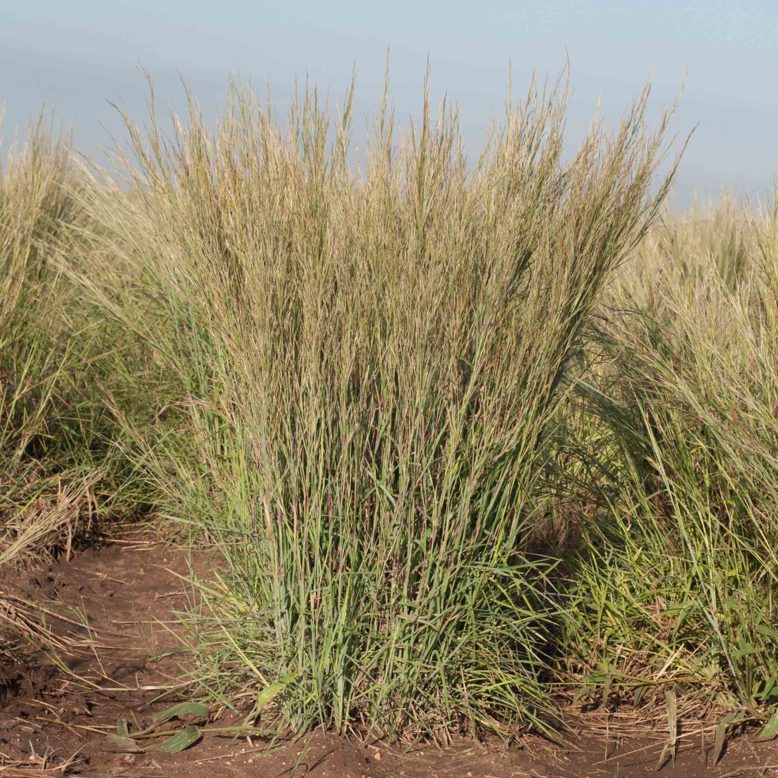 Little Bluestem | Plant Profile | Sylvan Gardens Landscape Contractors