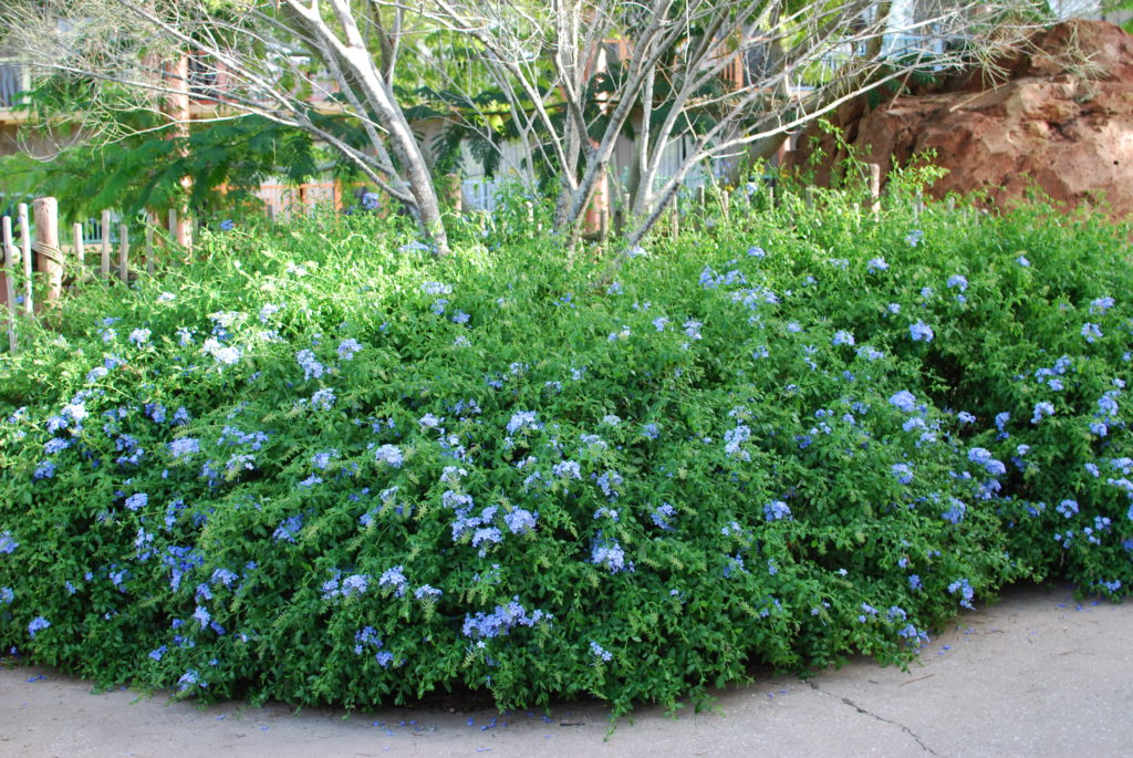 Plumbago | Plant Profile | Sylvan Gardens Landscape Contractors