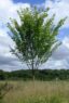 American Elm 'Princeton' | Plant Profile | Sylvan Gardens Landscape ...