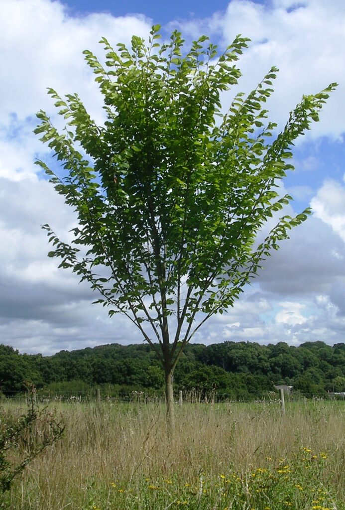 American Elm 'Princeton' | Plant Profile | Sylvan Gardens Landscape ...