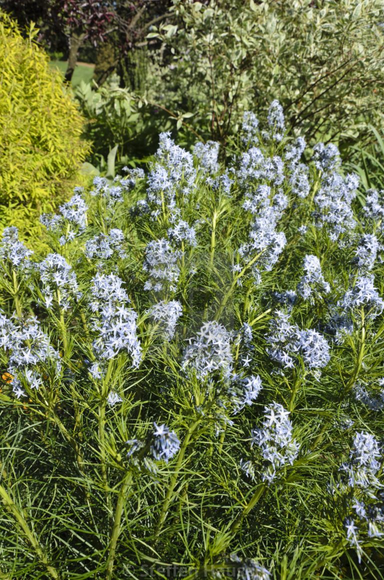 Blue Star | Plant Profile | Sylvan Gardens Landscape Contractors