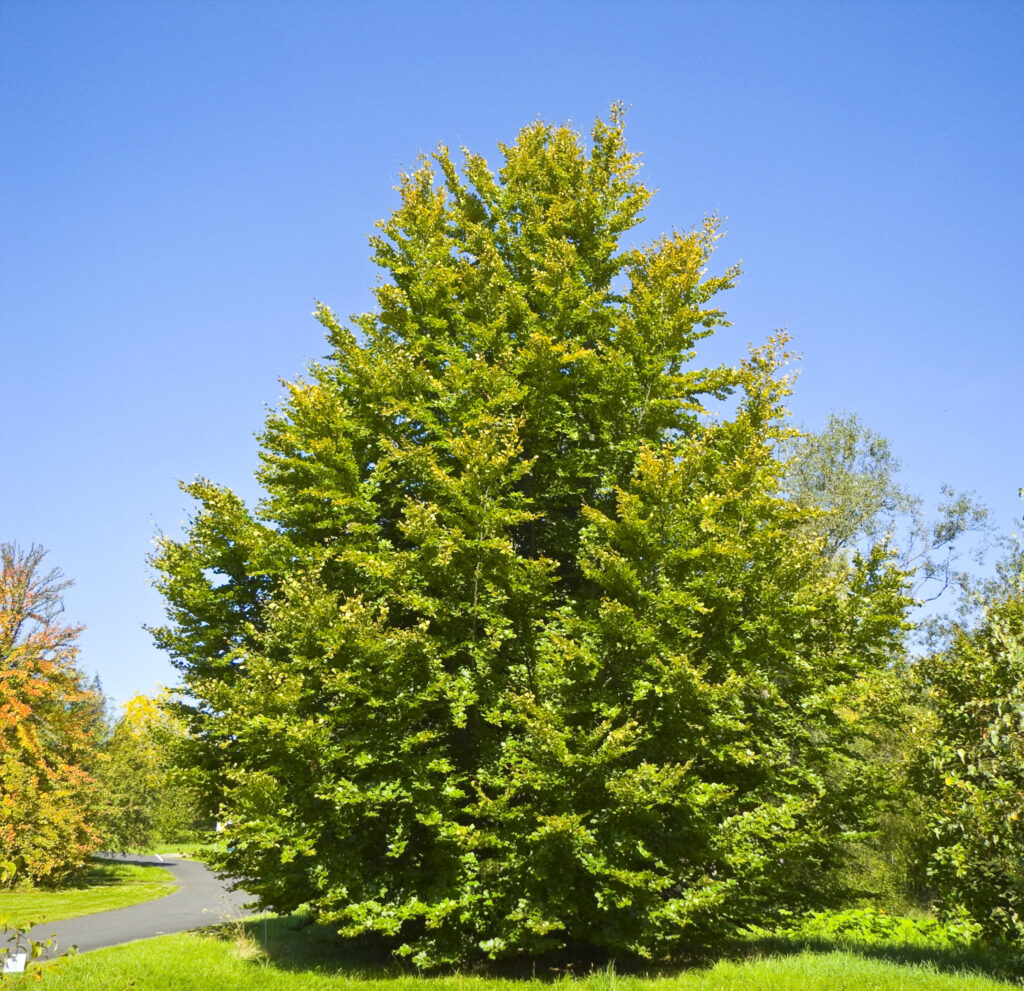 Common Beech | Plant Profile | Sylvan Gardens Landscape Contractors