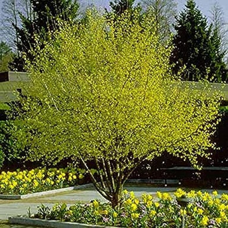 Cornelian Cherry Dogwood | Plant Profile | Sylvan Gardens Landscape ...