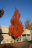 Freeman Maple 'Armstrong' | Plant Profile | Sylvan Gardens Landscape ...