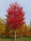 Freeman Maple 'Jeffersred' AUTUMN BLAZE | Plant Profile | Sylvan ...