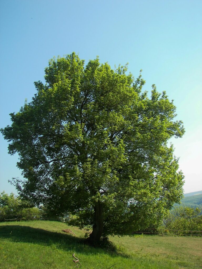 Hedge Maple | Plant Profile | Sylvan Gardens Landscape Contractors