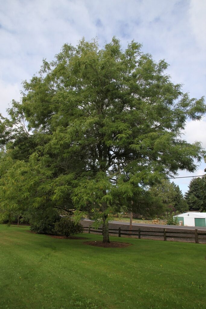 Honey Locust 'Skyline' | Plant Profile | Sylvan Gardens Landscape ...