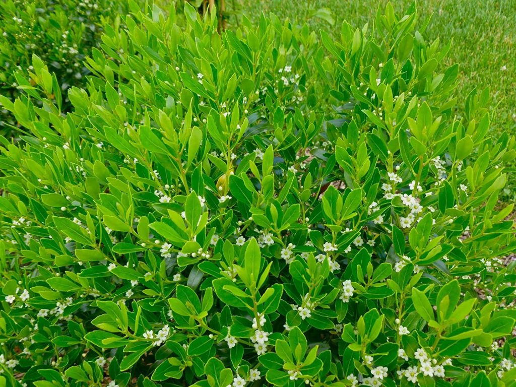 Inkberry Holly 'Compactus' | Plant Profile | Sylvan Gardens Landscape ...