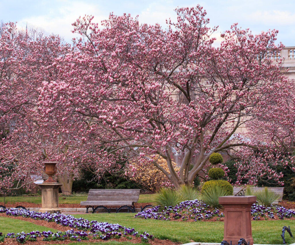 Magnolia 'Jane' | Plant Profile | Sylvan Gardens Landscape Contractors
