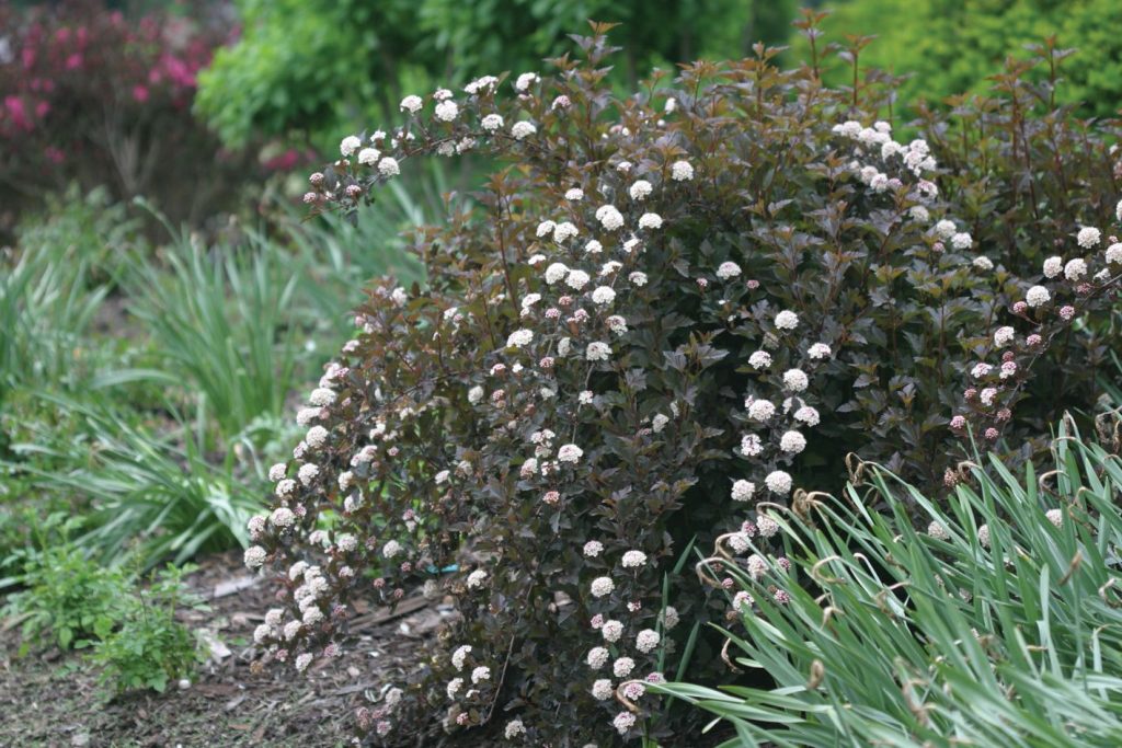 Ninebark Summerwine Plant Profile Sylvan Gardens Landscape