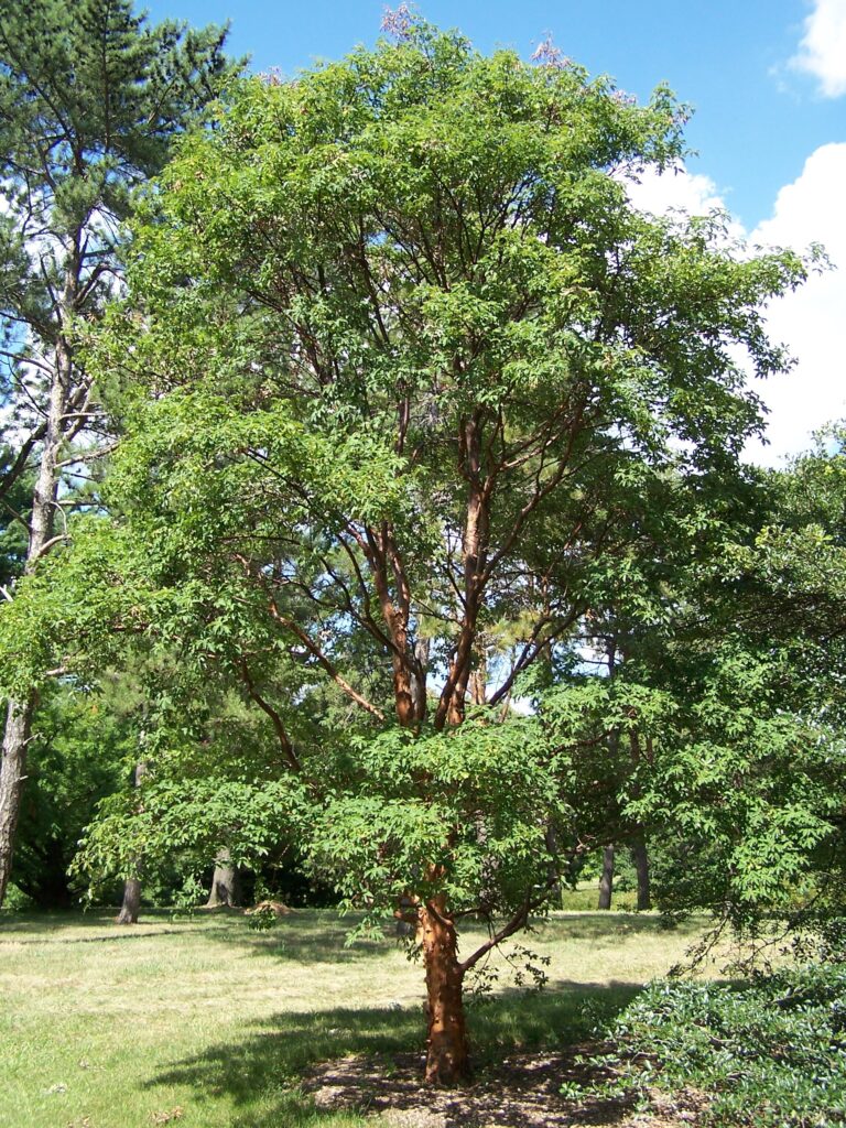 Paperbark Maple | Plant Profile | Sylvan Gardens Landscape Contractors