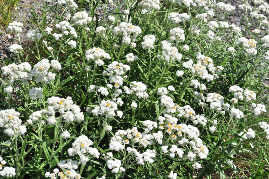 Pearly Everlasting | Plant Profile | Sylvan Gardens Landscape Contractors