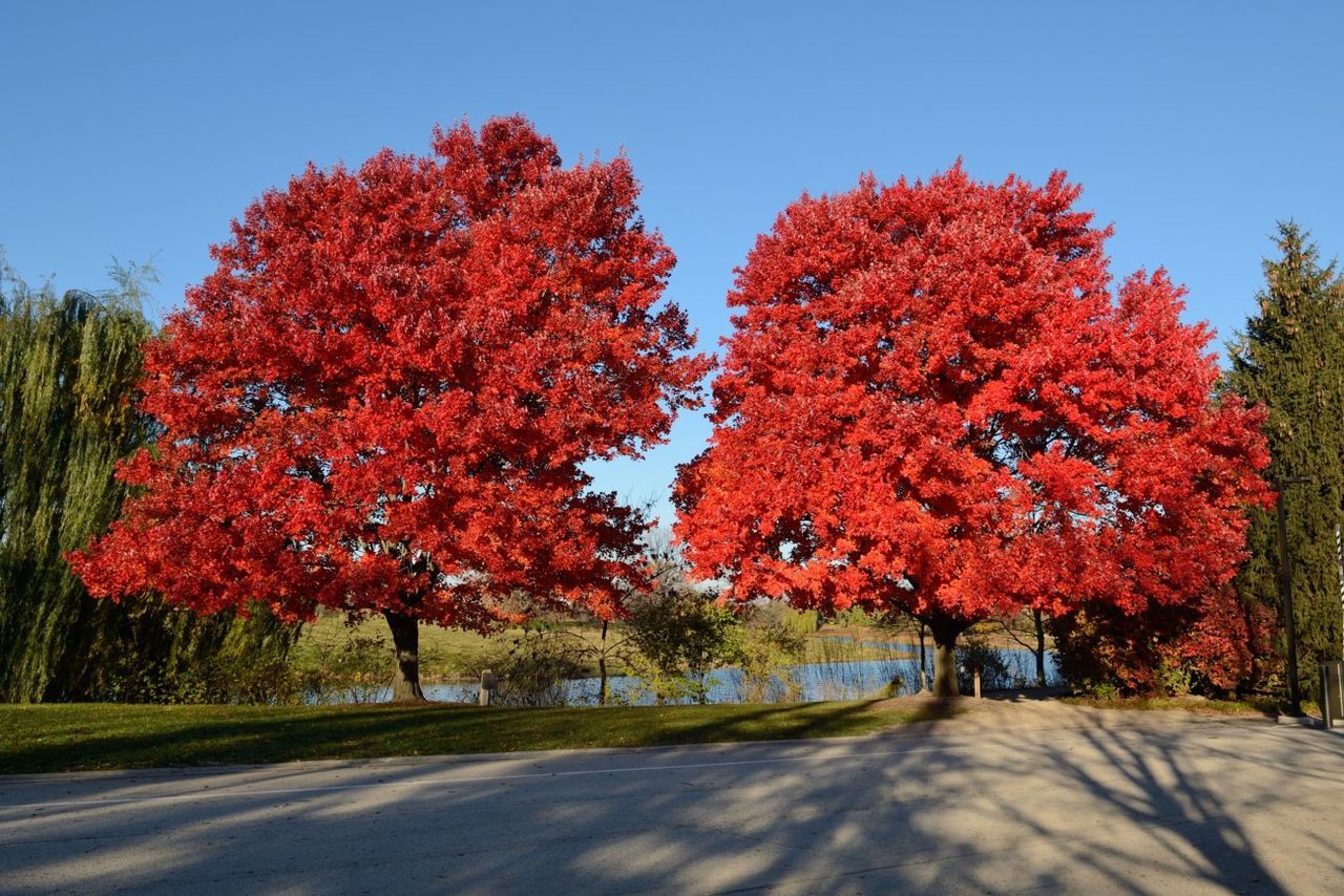 Red Maple October Glory Plant Profile Sylvan Gardens Landscape 