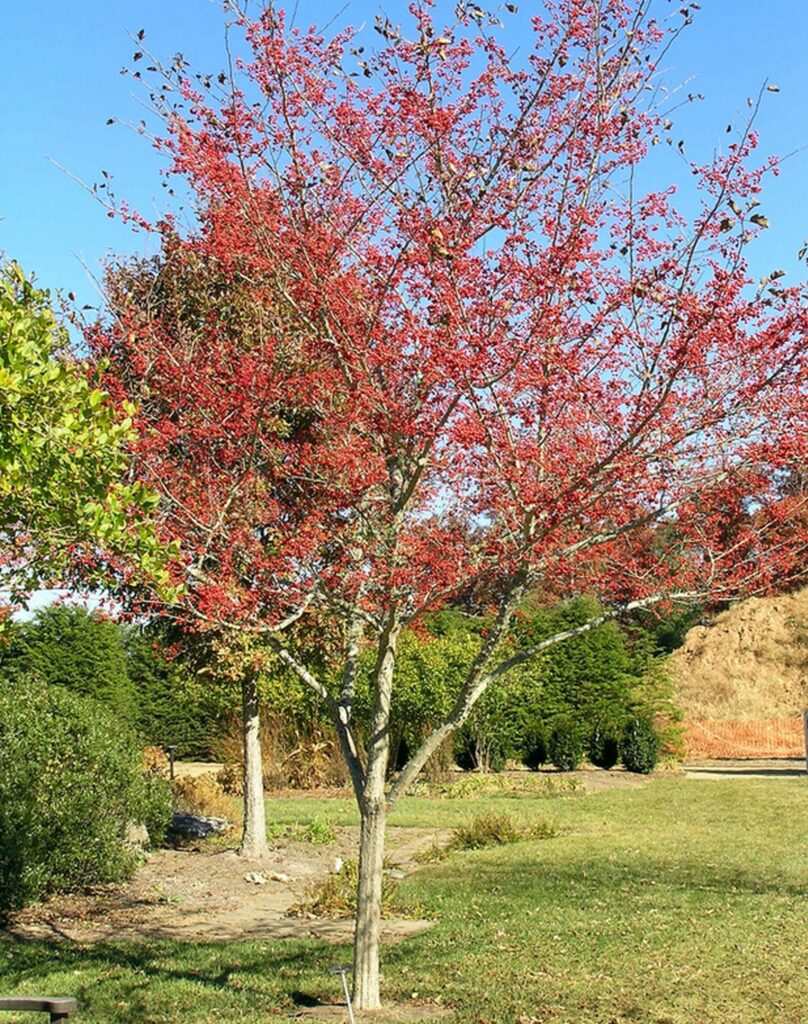 Winterking Hawthorn 'Winter King' | Plant Profile | Sylvan Gardens ...