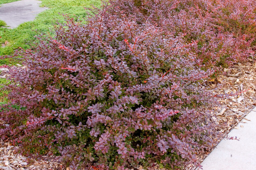 Barberry 'Crimson Pygmy' | Plant Profile | Sylvan Gardens Landscape ...