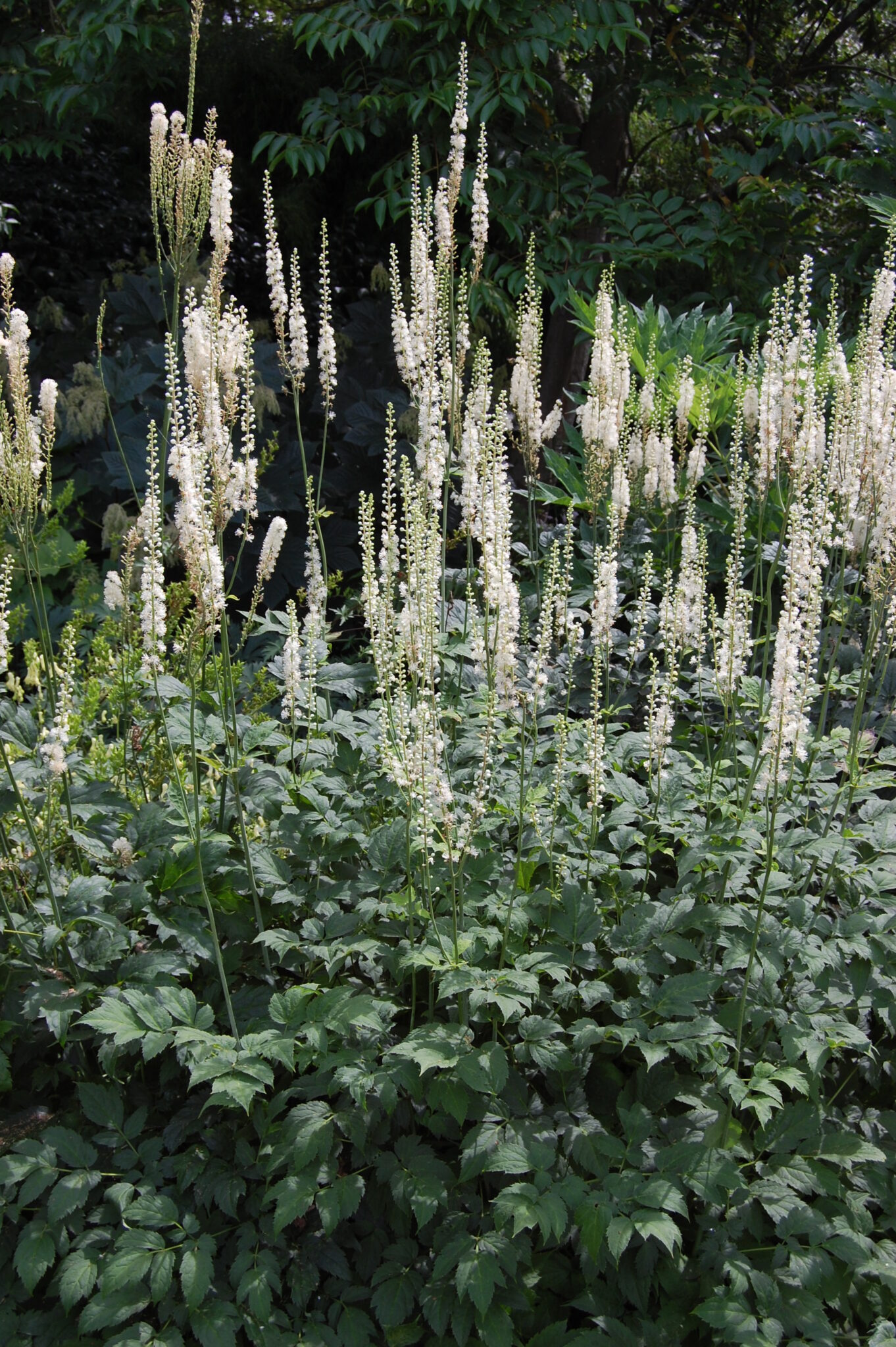 Black Cohosh | Plant Profile | Sylvan Gardens Landscape Contractors