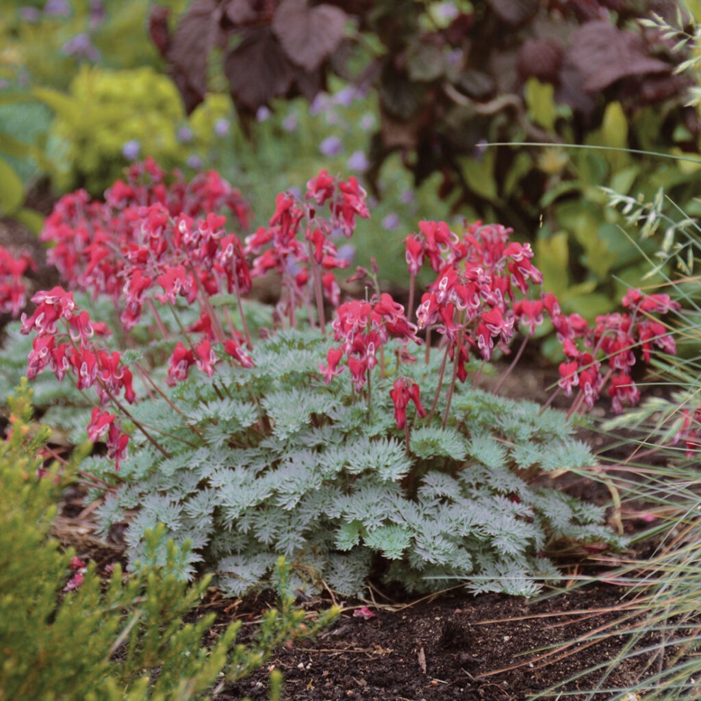 Bleeding Heart | Plant Profile | Sylvan Gardens Landscape Contractors