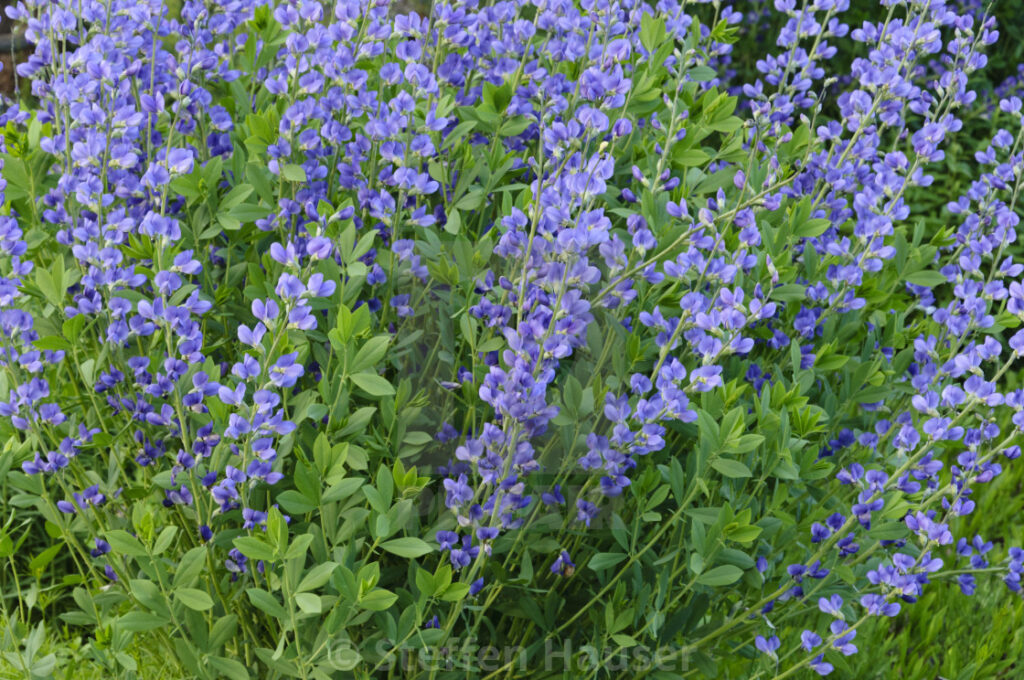 Blue False Indigo | Plant Profile | Sylvan Gardens Landscape Contractors