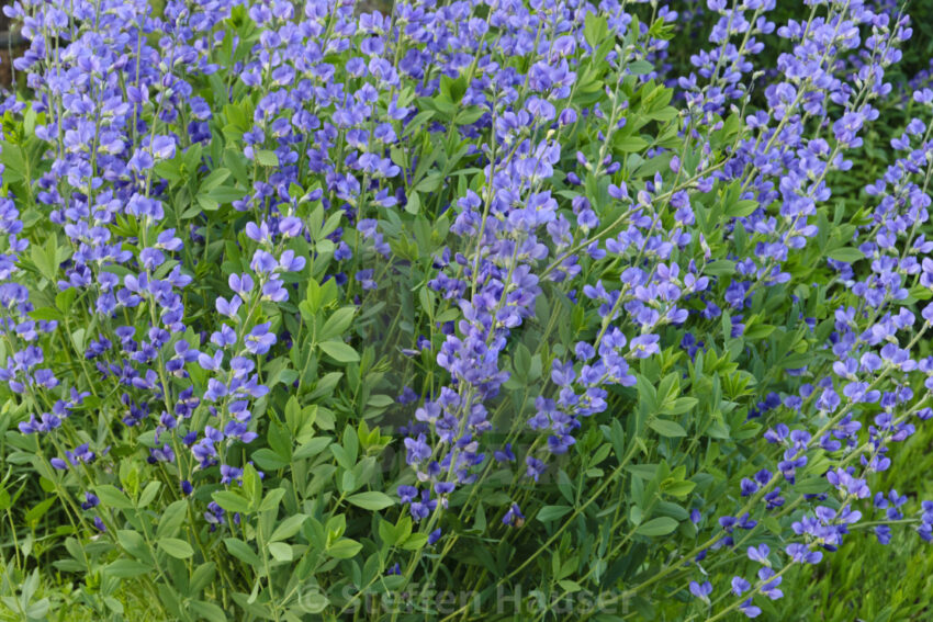 Blue False Indigo | Plant Profile | Sylvan Gardens Landscape Contractors