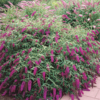 Butterfly Bush 'Royal Red' | Plant Profile | Sylvan Gardens Landscape ...