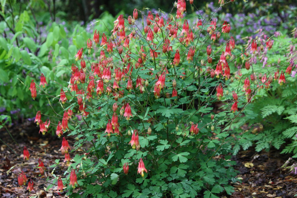 Columbine | Plant Profile | Sylvan Gardens Landscape Contractors