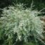 Dappled Willow 'Hakuro-nishiki'| Plant Profile | Sylvan Gardens ...