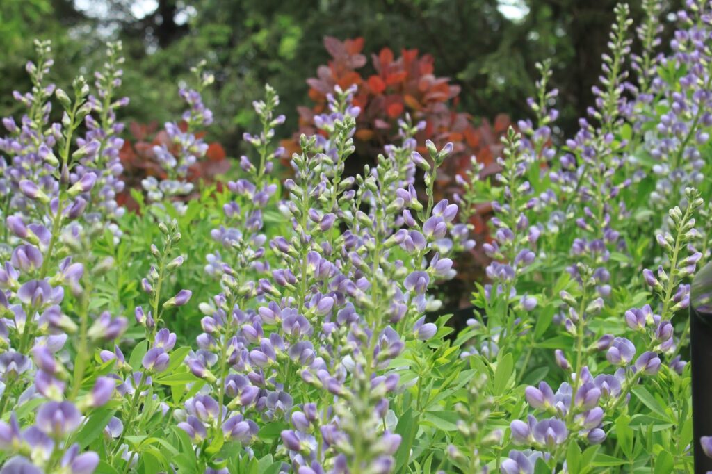False Indigo | Plant Profile | Sylvan Gardens Landscape Contractors