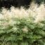 Goat's Beard | Plant Profile | Sylvan Gardens Landscape Contractors