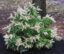 Japanese Pieris 'Mountain Fire' | Plant Profile | Sylvan Gardens ...