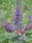 Lead Plant | Plant Profile | Sylvan Gardens Landscape Contractors