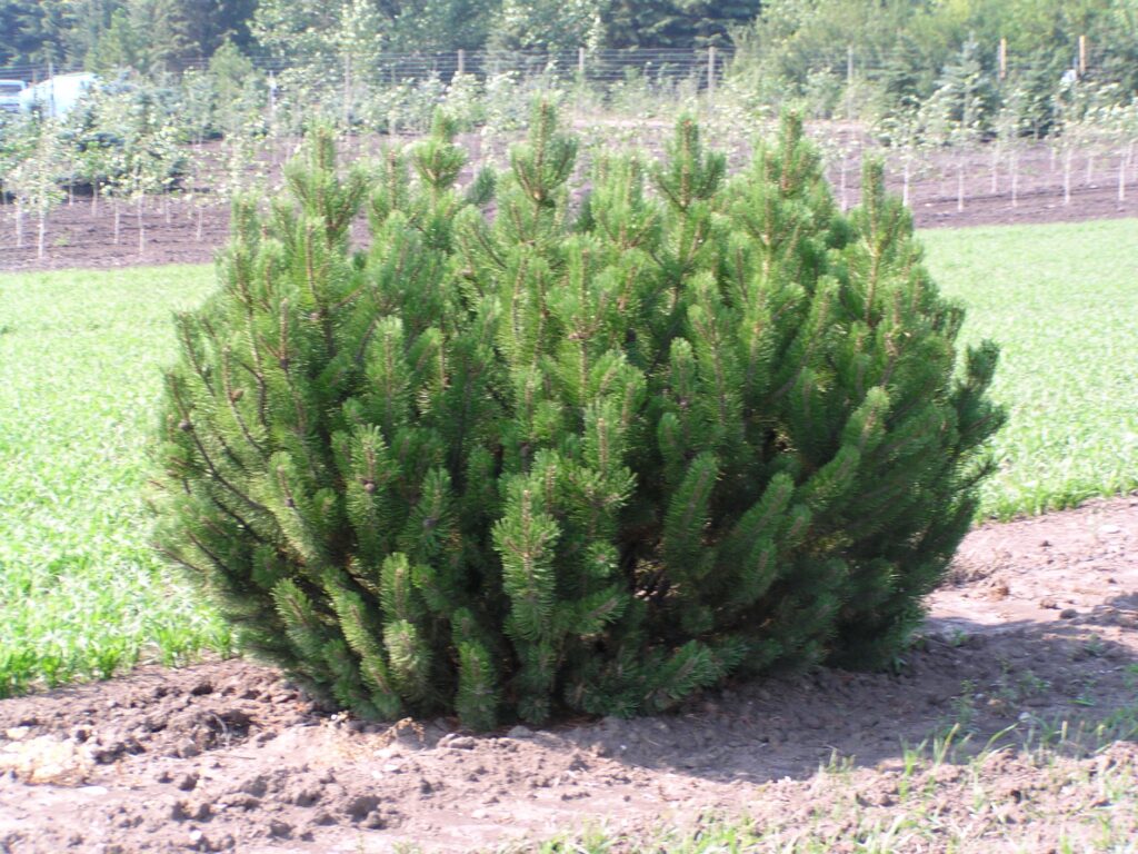 Mugo Pine | Plant Profile | Sylvan Gardens Landscape Contractors