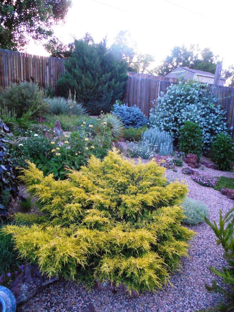 Pfitzer Juniper 'Saybrook Gold' | Plant Profile | Sylvan Gardens ...