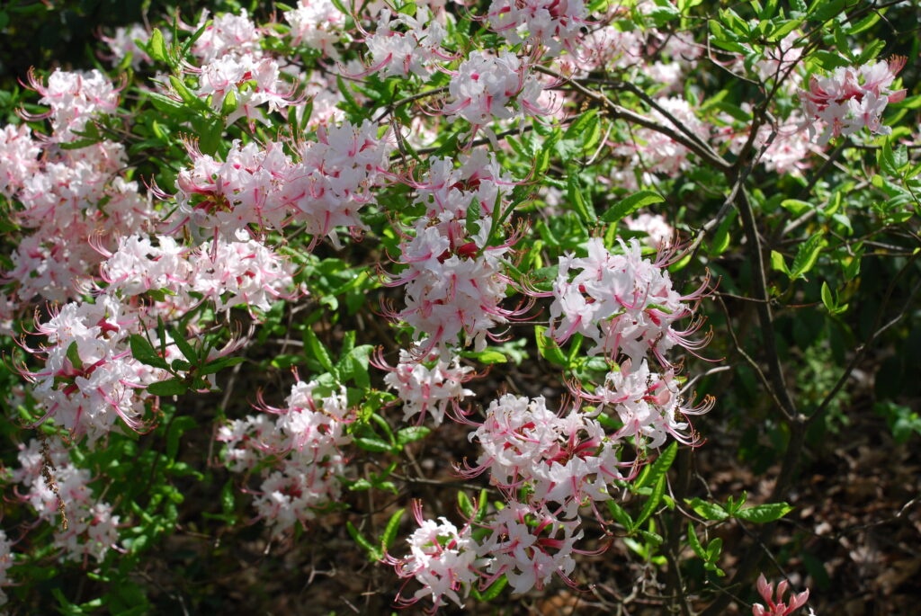 Pinxterbloom Azalea | Plant Profile | Sylvan Gardens Landscape Contractors