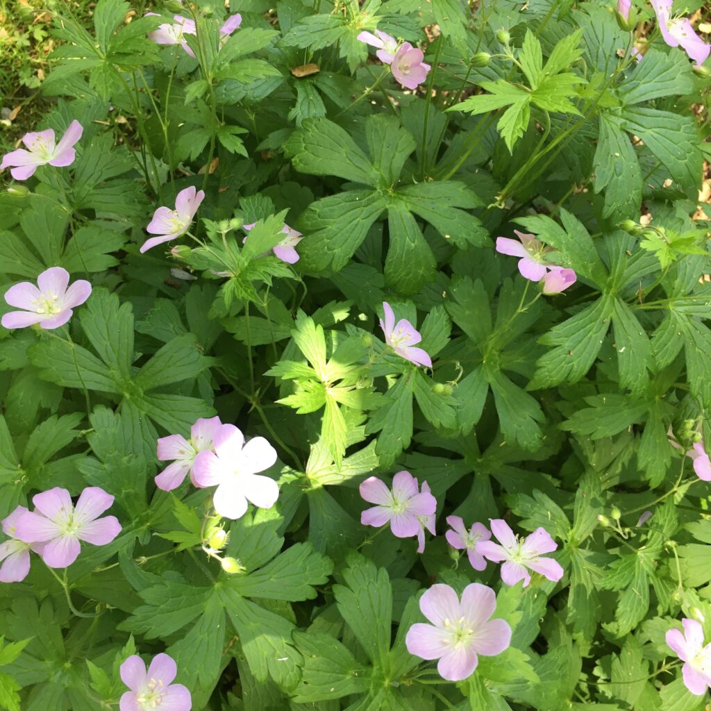 Wild Geranium | Plant Profile | Sylvan Gardens Landscape Contractors