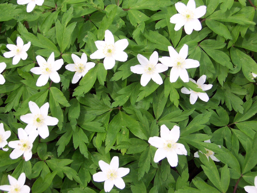 Windflower | Plant Profile | Sylvan Gardens Landscape Contractors
