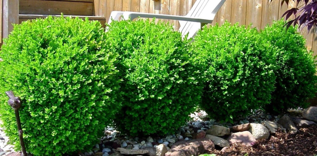 Boxwood 'Winter Gem' | Plant Profile | Sylvan Gardens Landscape Contractors