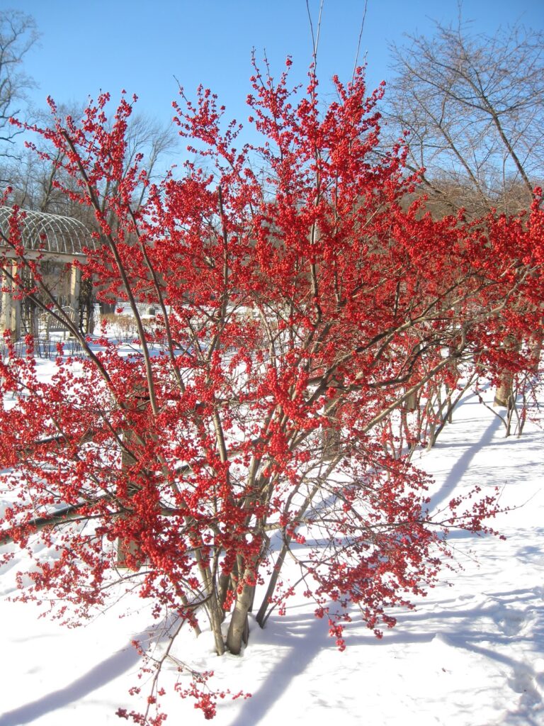 Winterberry Holly | Plant Profile | Sylvan Gardens Landscape Contractors