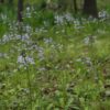 Cancer Weed | Plant Profile | Sylvan Gardens Landscape Contractors