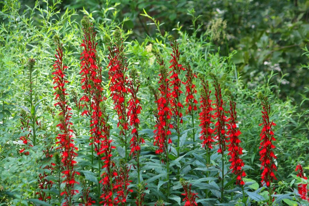 Cardinal Flower | Plant Profile | Sylvan Gardens Landscape Contractors