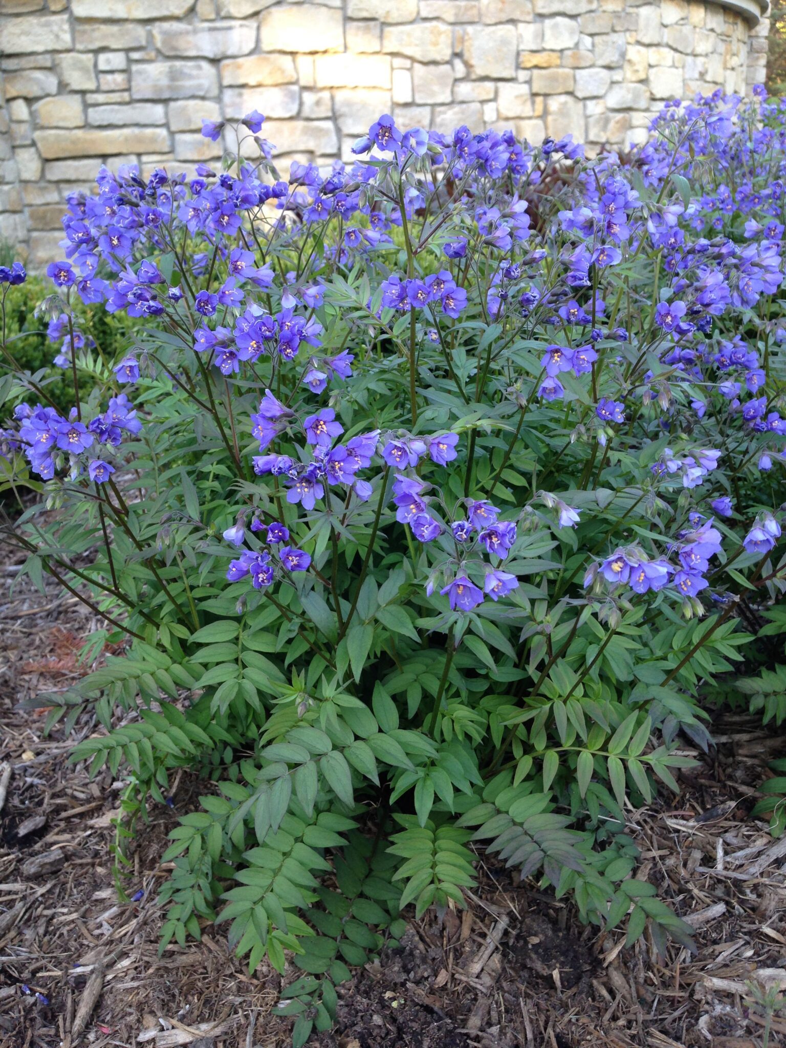 Jacob's Ladder | Plant Profile | Sylvan Gardens Landscape Contractors